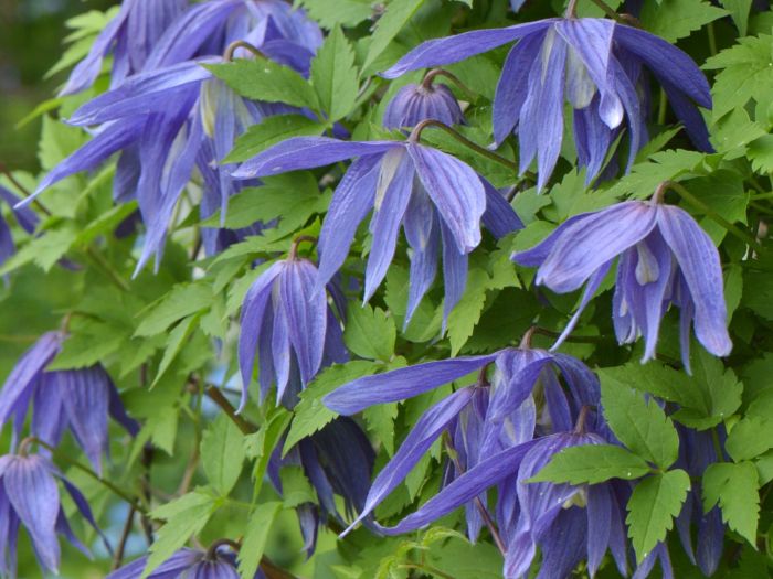 Clematis Jiska - Klematis