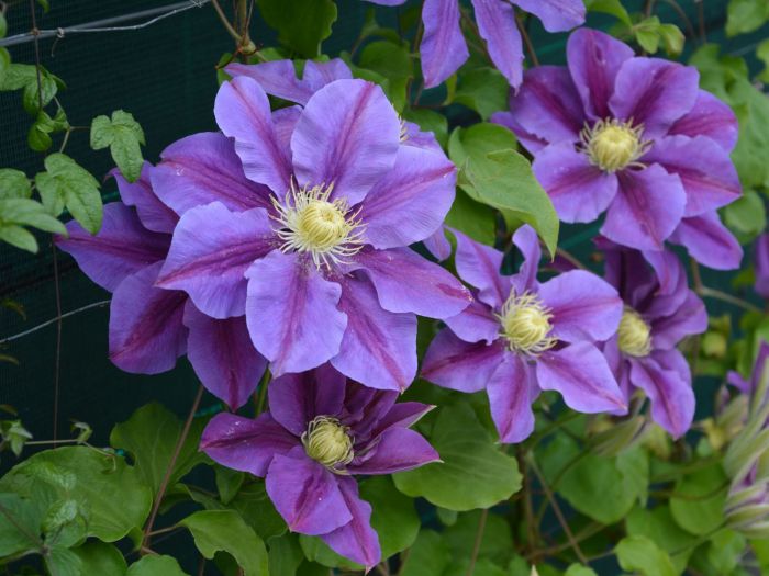 Clematis Lavender Beauty - Klematis