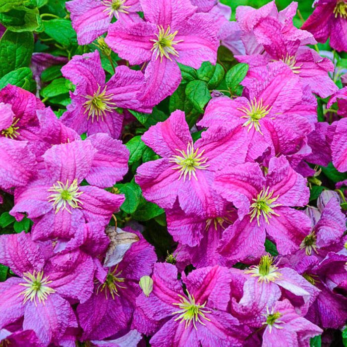 Clematis Mazurek - Klematis