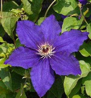 Clematis Moniuszko - Klematis