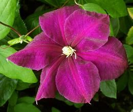 Clematis Monte Cassino - Klematis