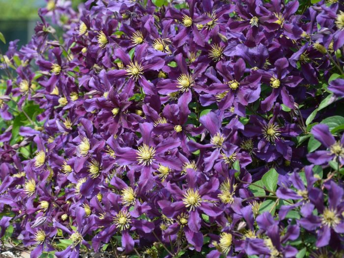 Clematis Once More - Klematis