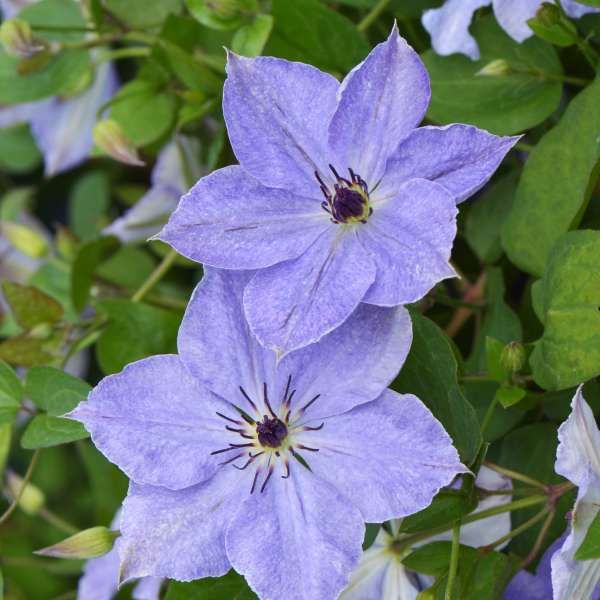Clematis Skyfall - Klematis