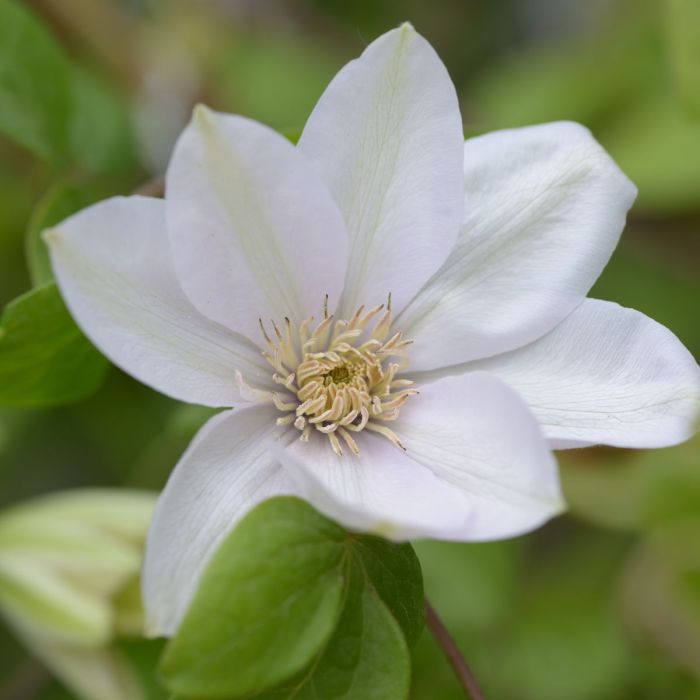 Clematis Sweet Morning - Klematis