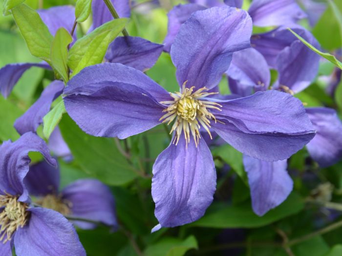 Clematis Sweet Wave - Klematis
