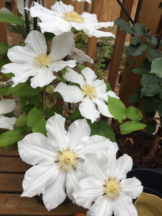 Clematis Toki - Klematis