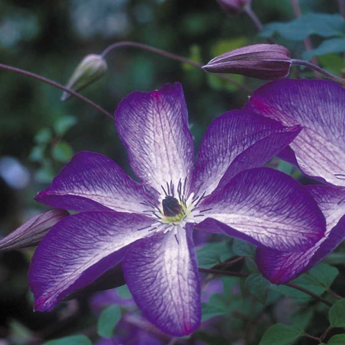 Clematis Venosa Violacea - Klematis