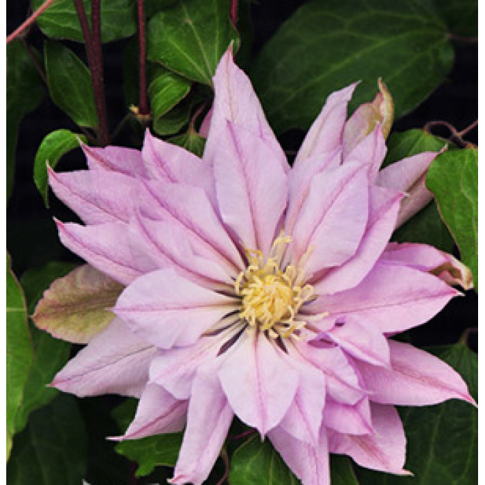 Clematis Violet Elizabeth - Klematis