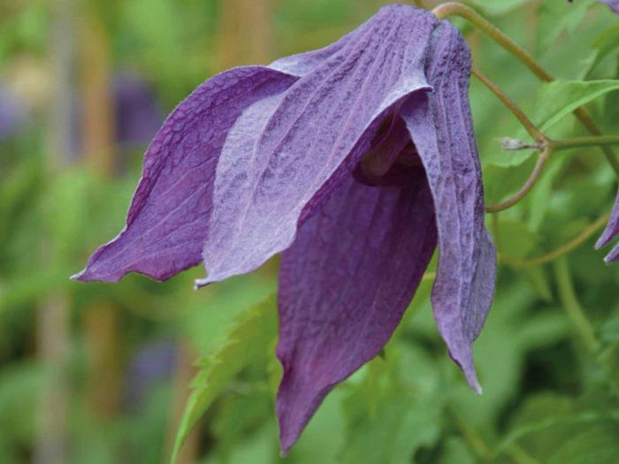 Clematis Violet Lampion - Klematis
