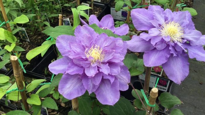 Clematis Vyvyan Pennell - Klematis