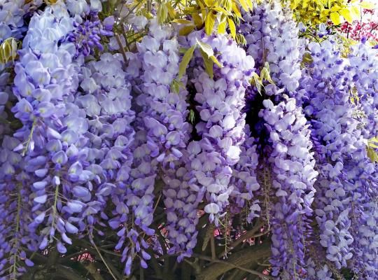 Wisteria Sinensis Prolific - Glicinija