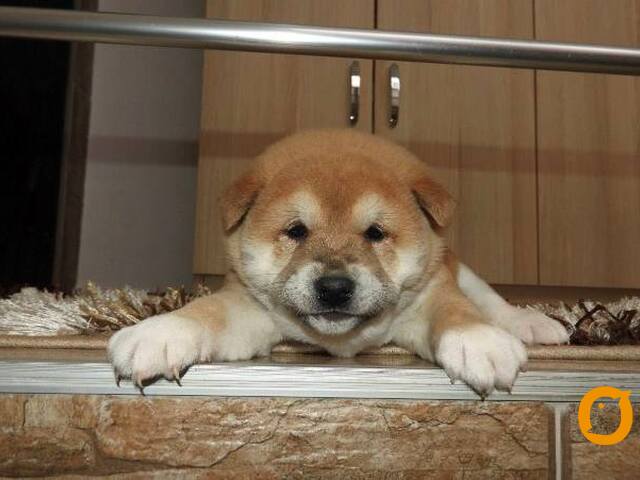 Shiba Inu, TOP štenci