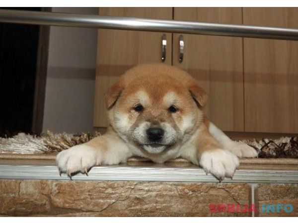 Shiba Inu, TOP štenci