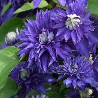 Clematis ‘Multi Blue’