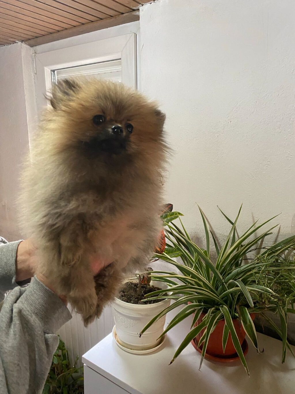 Na prodaju pomeranski spic stenci stari 3 meseca, vakcinisani i