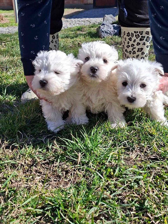 Zapadno škotskog belog terijera "W E S T I " stari 2 meseca