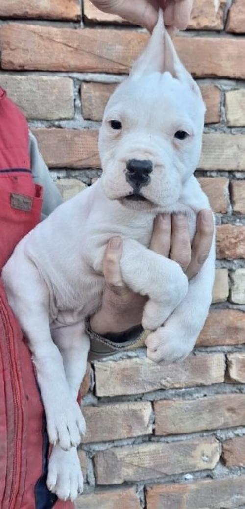 Dogo Argentino stenci