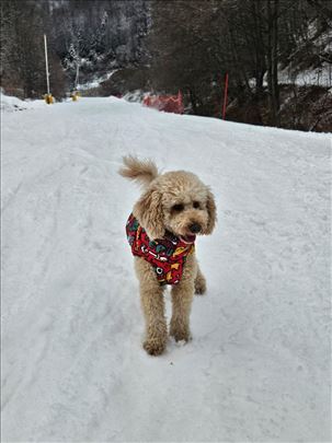 Apricot patuljasta pudla parenje