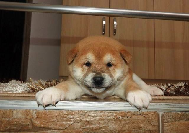 Shiba Inu, TOP štenci