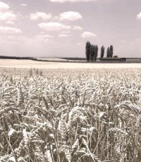 Nezaboravan plac sa pogledom na Dunav ID#4401