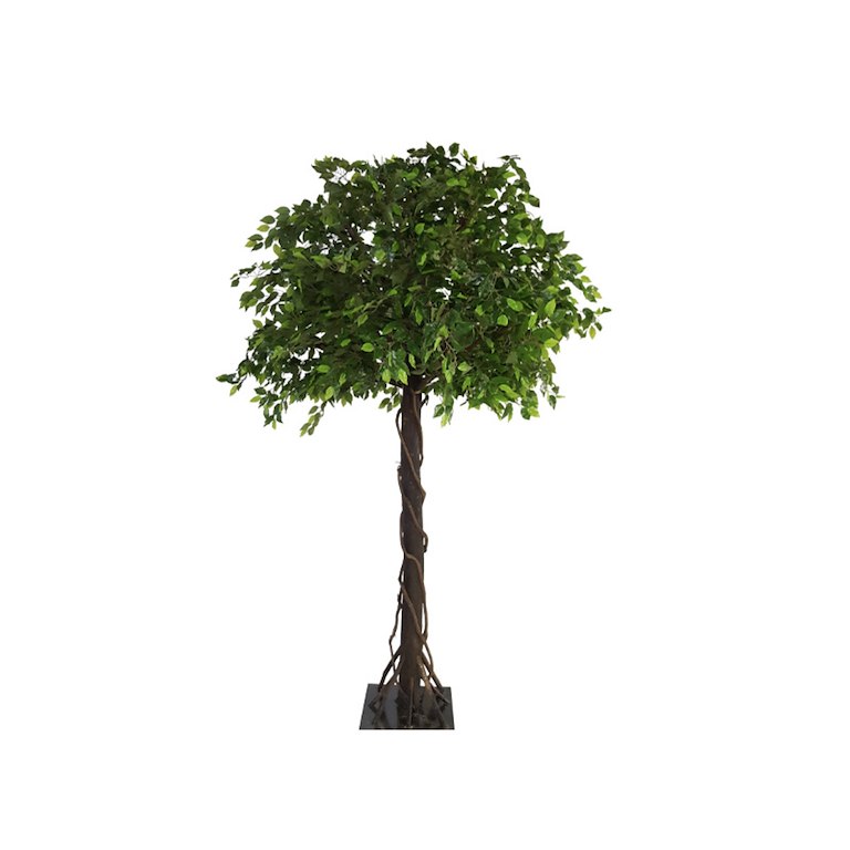 drvo JWT2744-1 Ficus