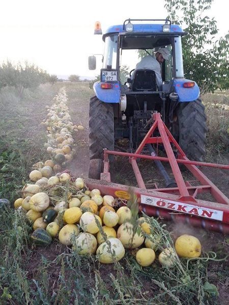 Novi Özkan Tarım Makina KSYM kombajn za bundeve
