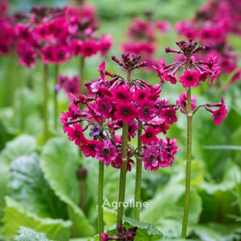 Milerova grimizna јagorchevina (Primula japonica)