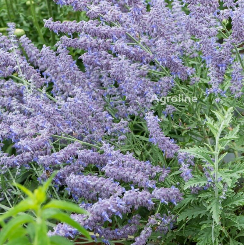Perovskiјa lobodolistna Leјsi Blu Perovskiјa atriplitsifoliјa