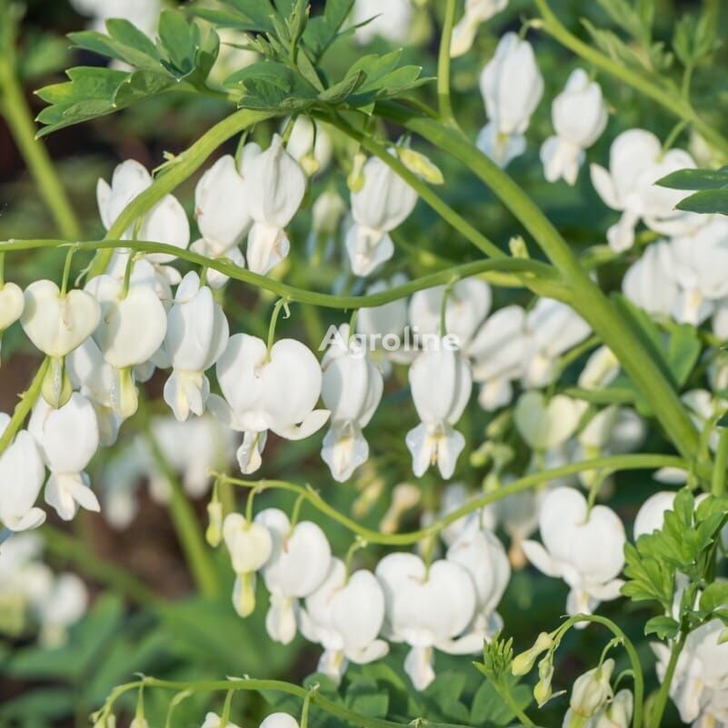 Hearts of the Spetstatsular Alba Ditsentra spetstabilis