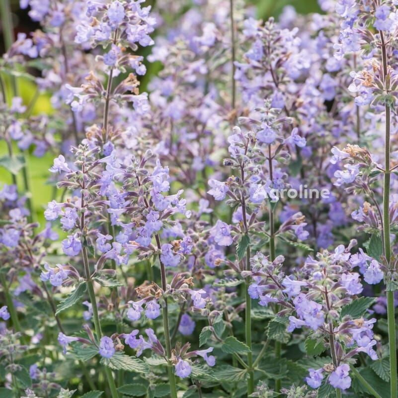 Faasena machјa trava Nepeta faassenii 'Purrsian Blue'