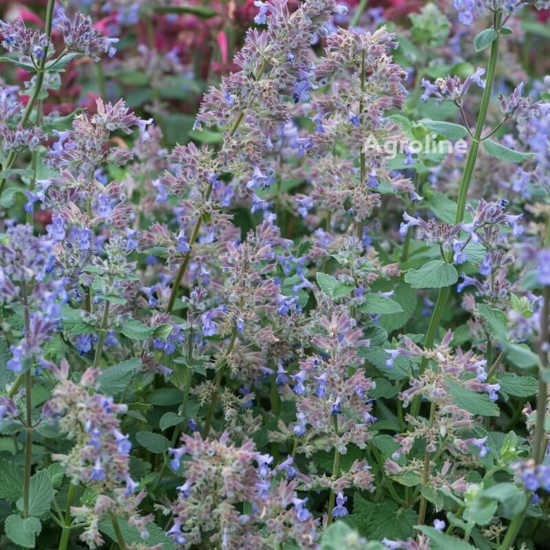 Letњa magiјa, machјa trava sa velikim tsvetovima, Nepeta grandiflora