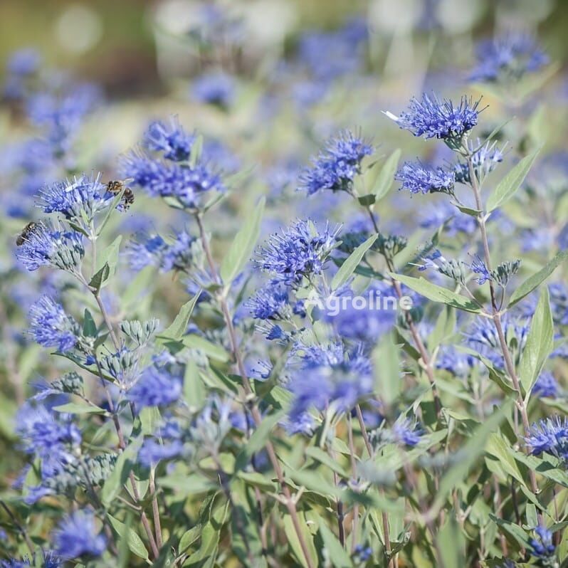 Barbula Klandonska Mrachni vitez Kariopteris h klandonensis