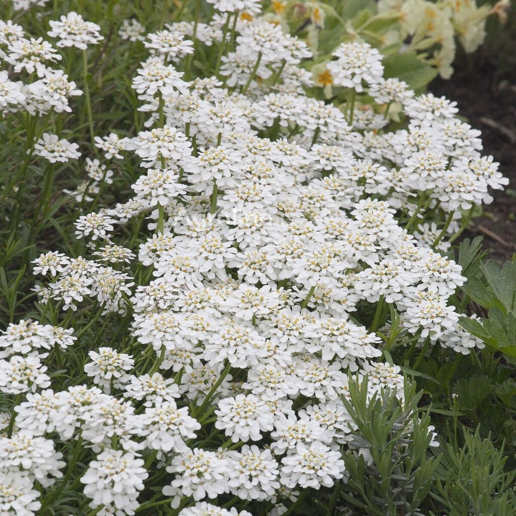 Zimzeleni Iberis Sempervirens