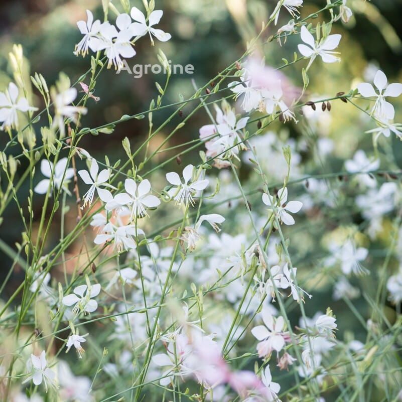 Gaura Lindhaјmera Hladni povetarats