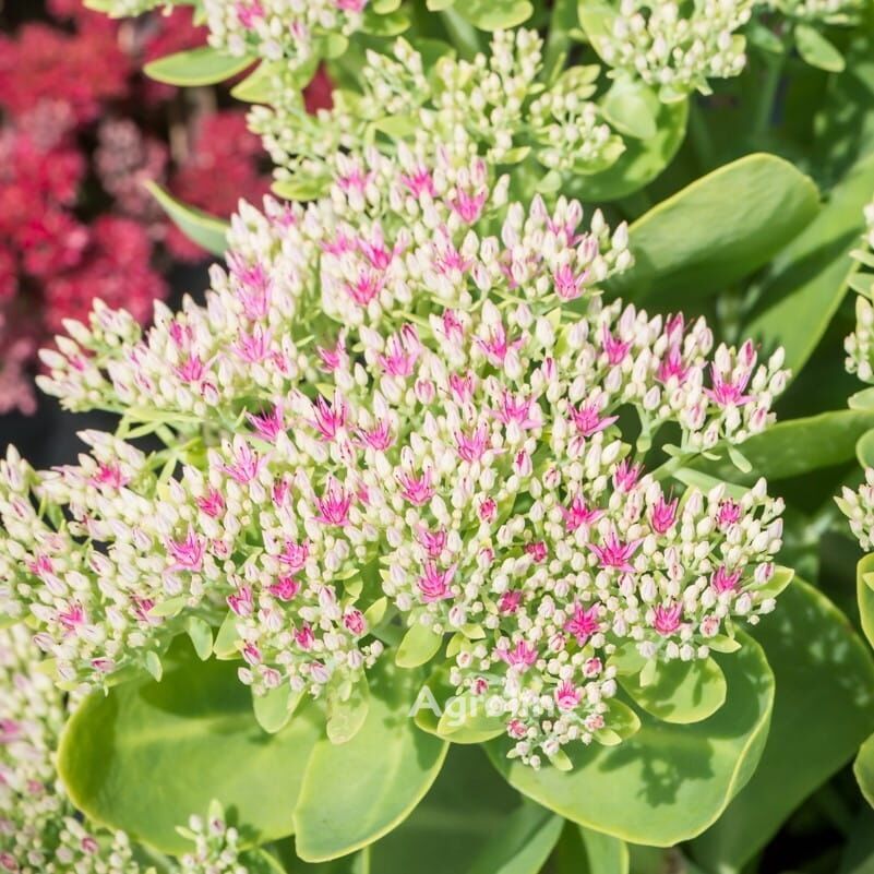 Sedum spectabile "Hot Stuff"