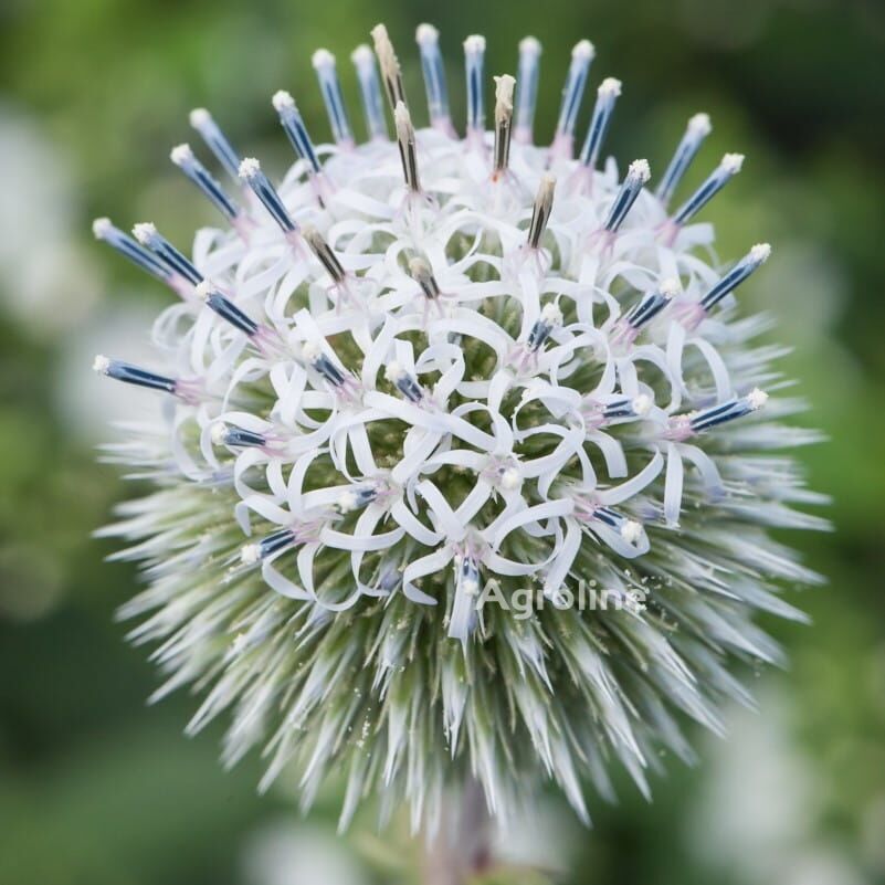 Arktichki sјaј Echinops sphaerocephalus