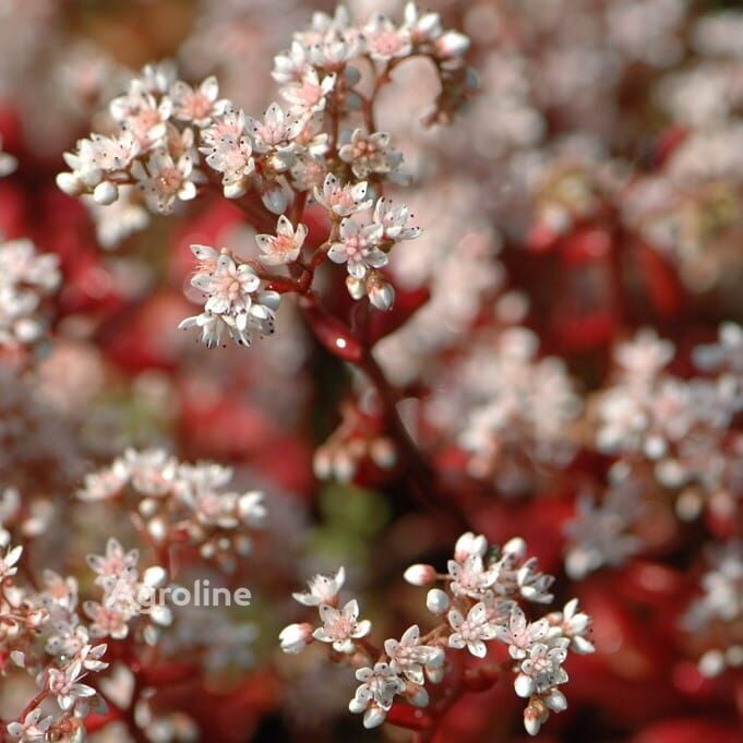 Beli kameњar Sedum album 'Laconicum'