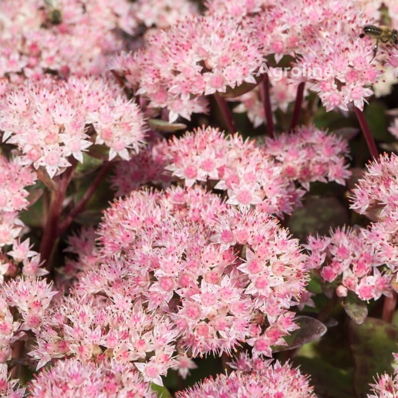 Sedum spectabile Matrona