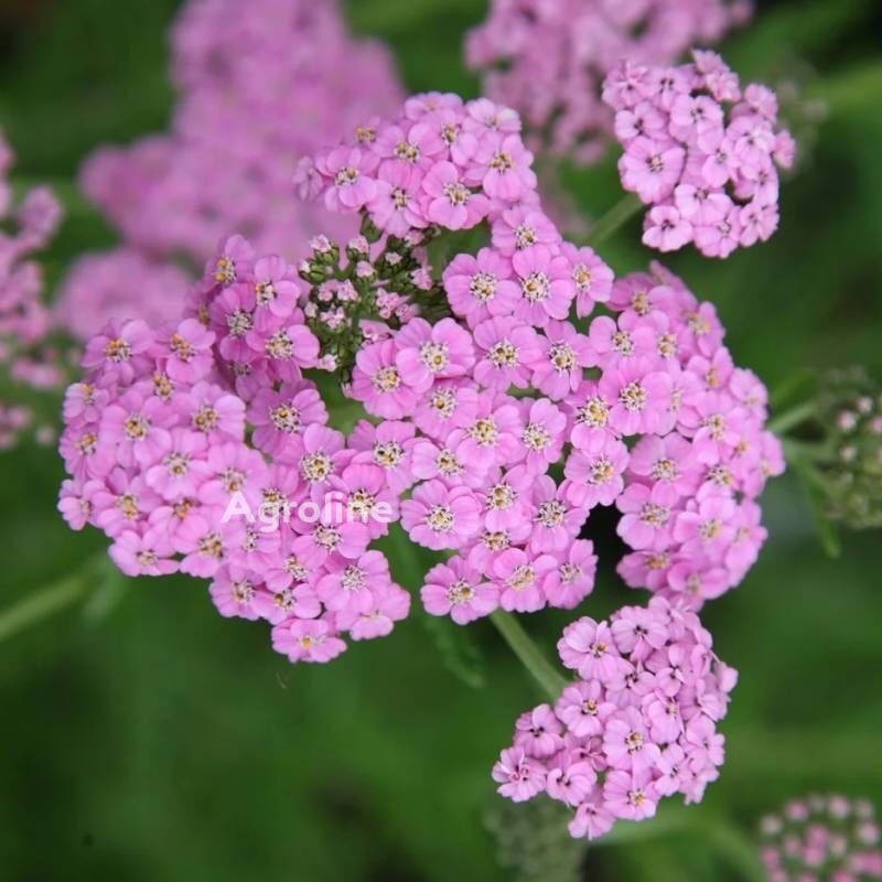 Haјduchka trava 'Lilac Beauty' Achillea millefolium