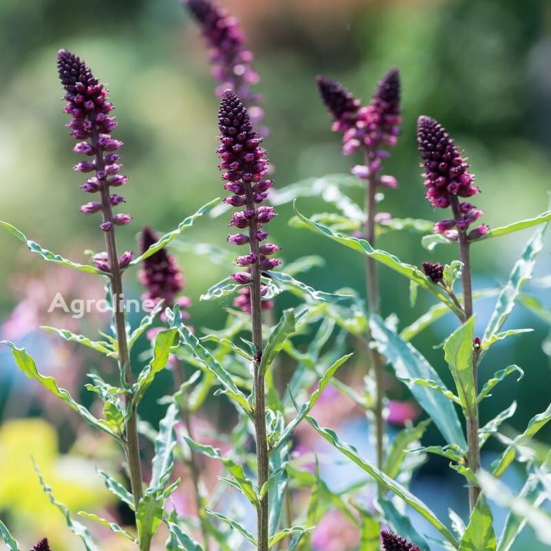Tamnoљubichasta Lizimahiјa atropurpurea