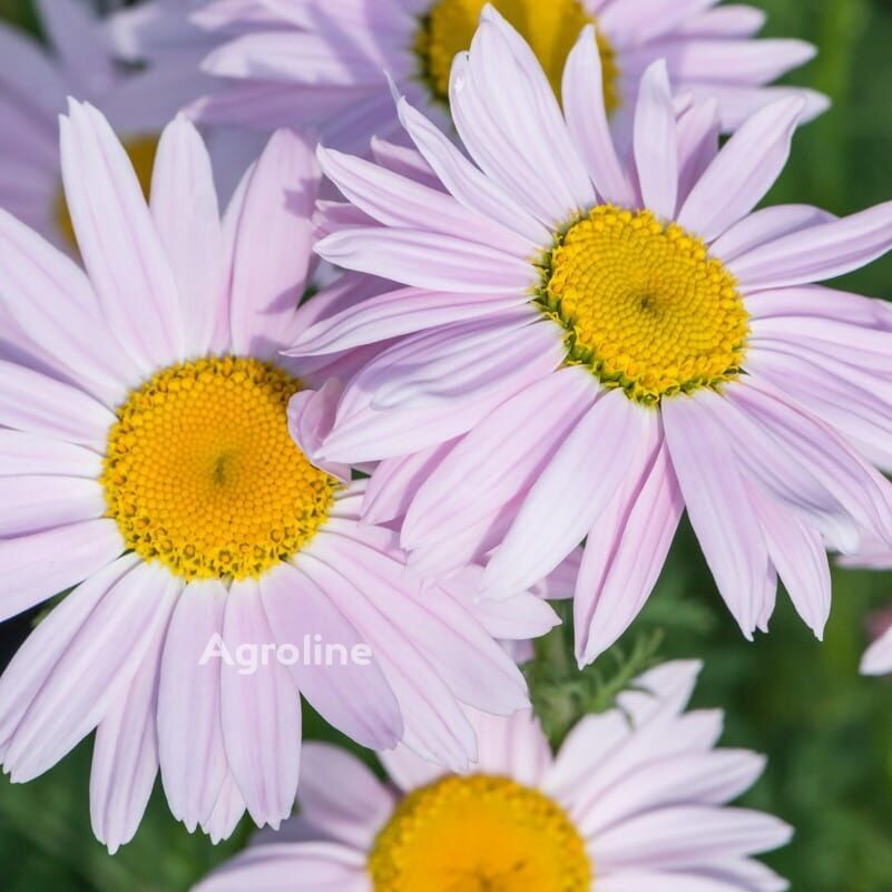 Grimizni vratiћ Tanacetum coccineum 'Robinson Pink'