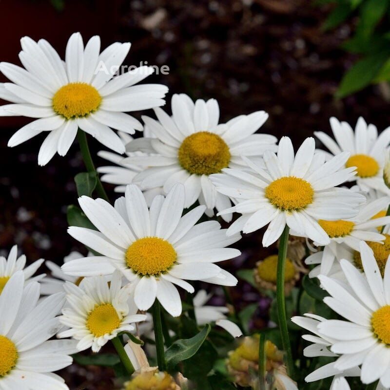 Velika Јastrunska Madona