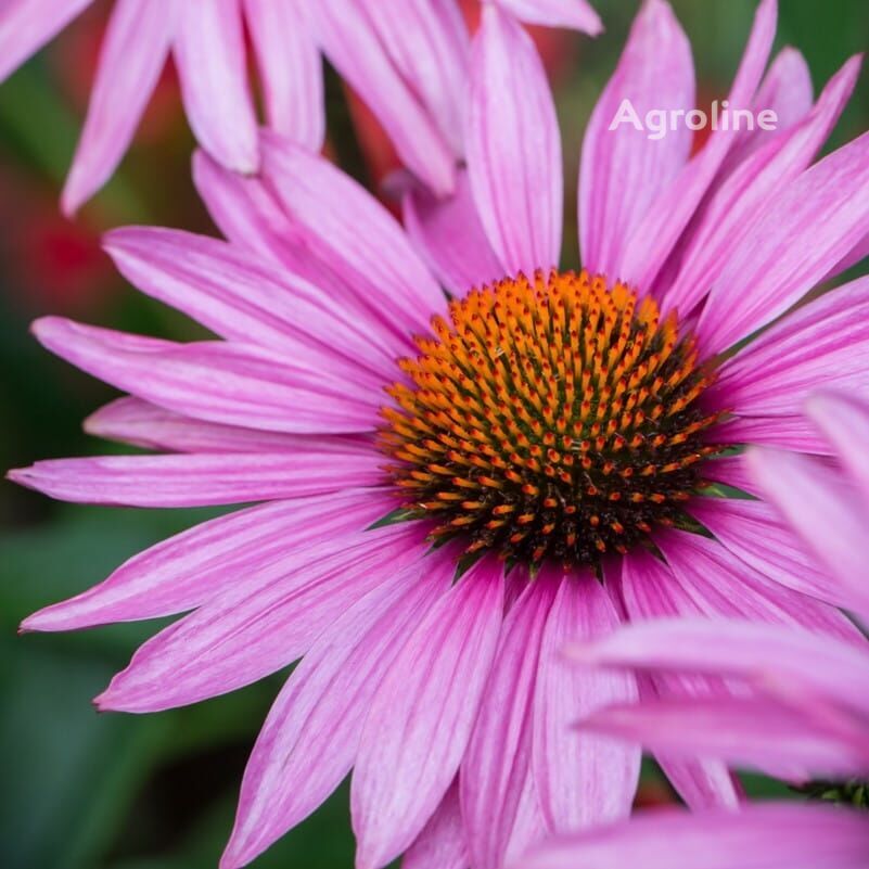Etshinatsea purpurea 'Magnus Superior'