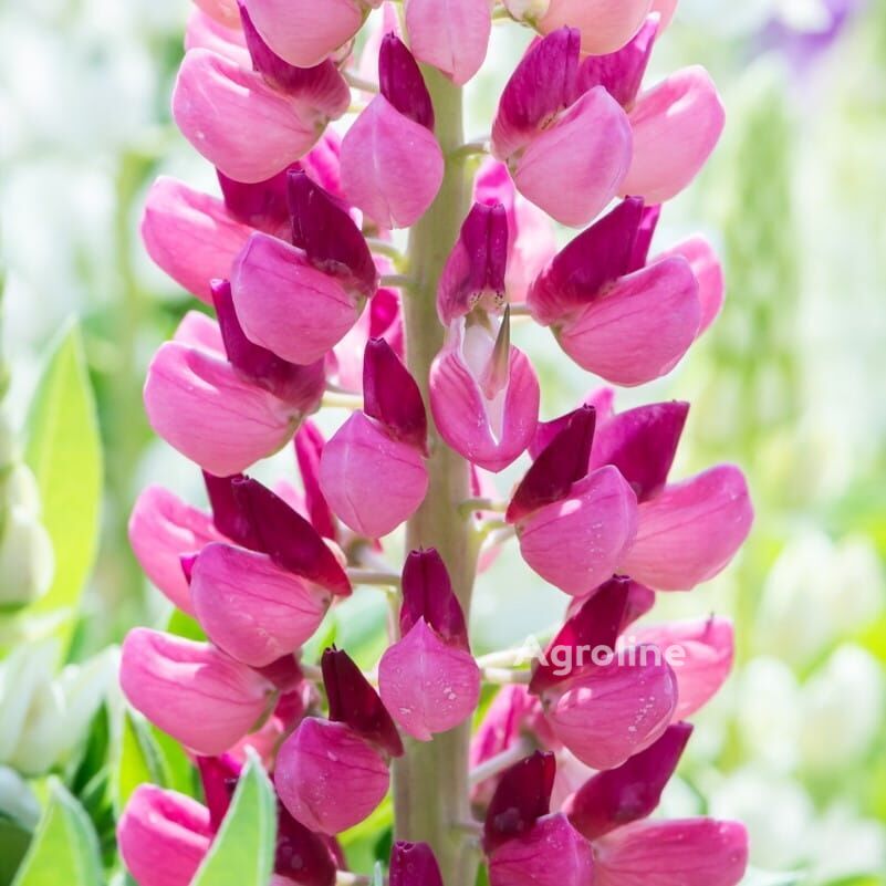 Lupinus polifilus, seriјa galeriјe „Niјanse ruzha“