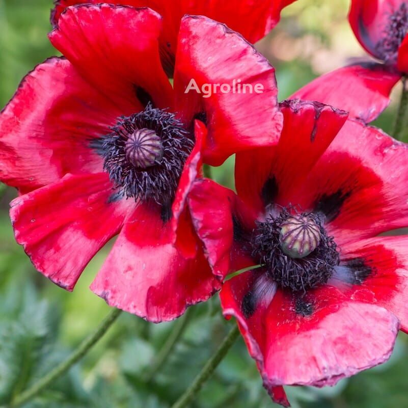 Oriјentalni mak 'Lepotitsa Livermera' Papaver orientale