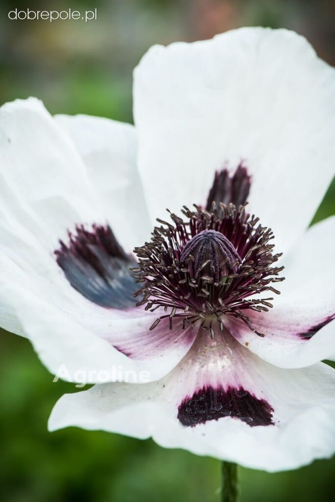Oriјentalni mak Papaver orientale 'Royal Wedding'