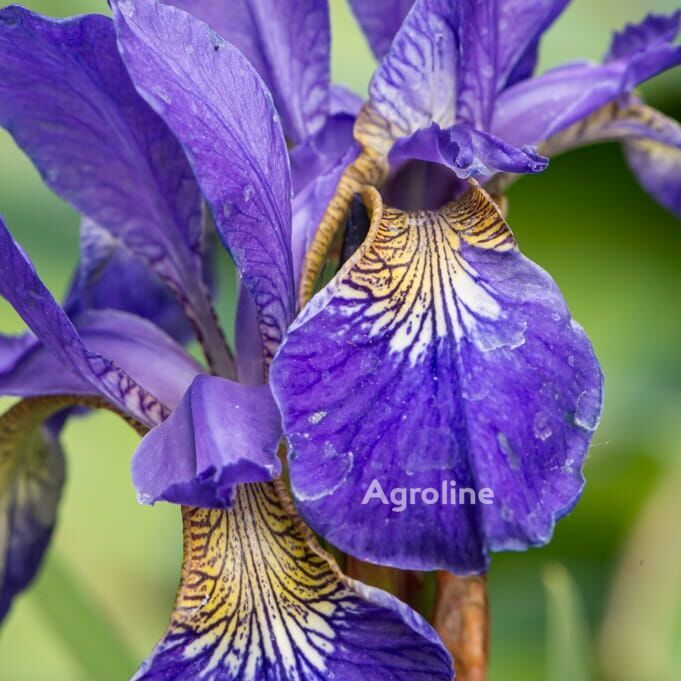 Sibirska perunika Iris sibiritsa 'Tsezarov brat'