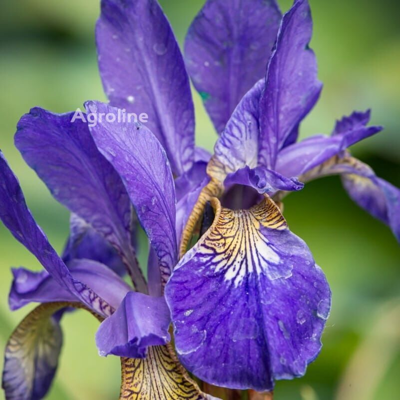 Iris Niski „Tsezarov brat“ Iris Pumila