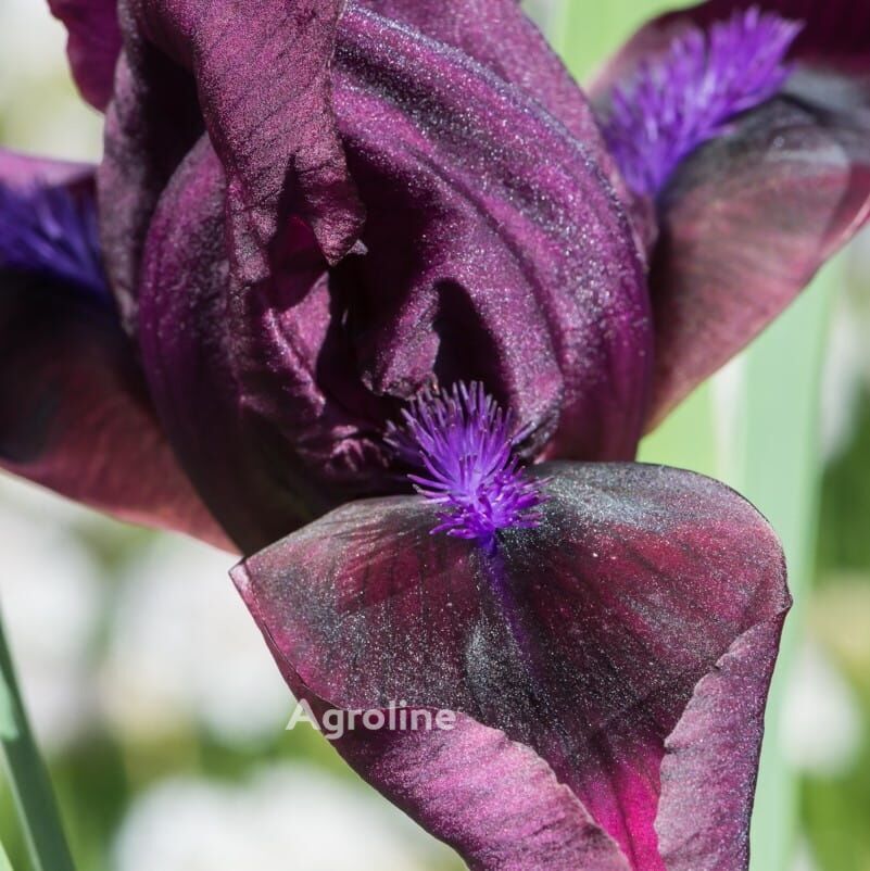 Iris Lov Pastel Tsharm Iris Pumila