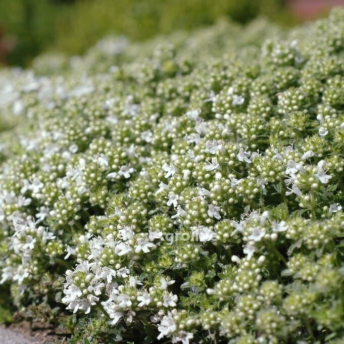 Maјchina dushytsa 'Albus' Thymus serpyllum